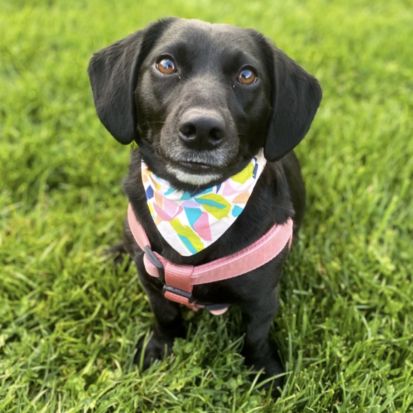 Meet the Firm Dogs | Family Law Attorneys | Z Family Law